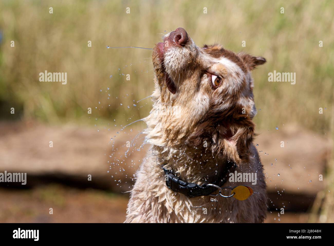 Wet red merle Australian Shepherd dog shaking off water on a sunny ...