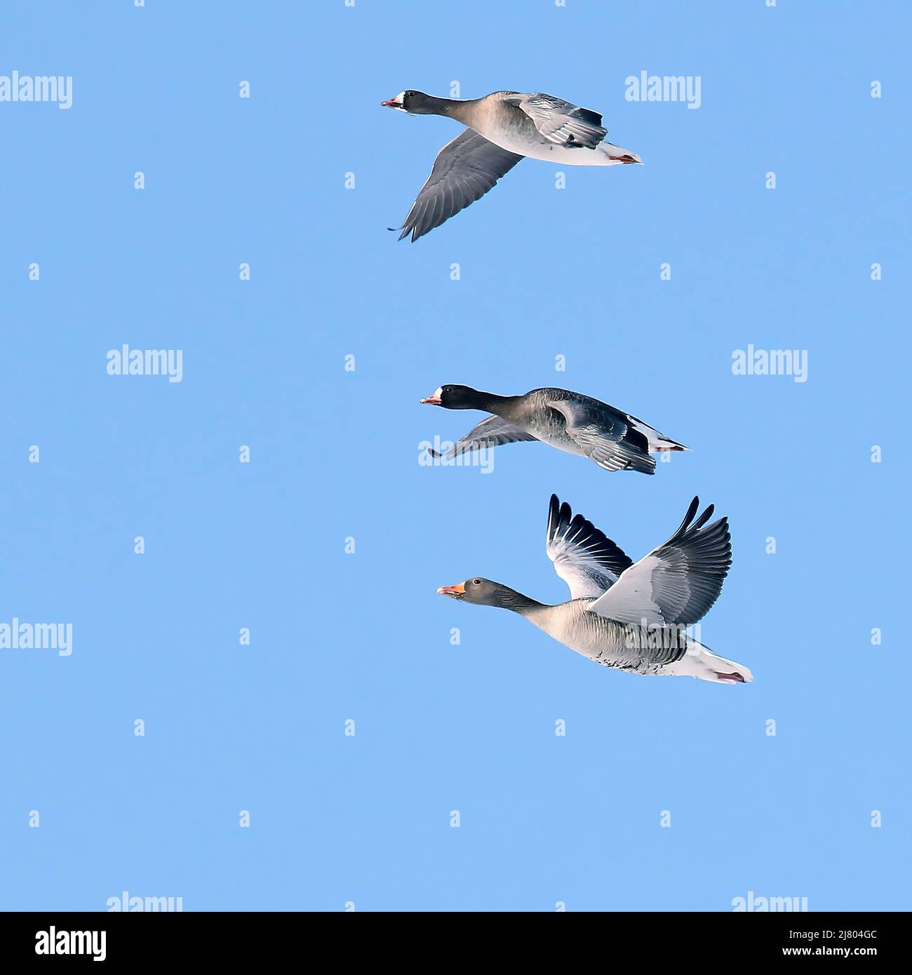 Flying geese art hi-res stock photography and images - Alamy