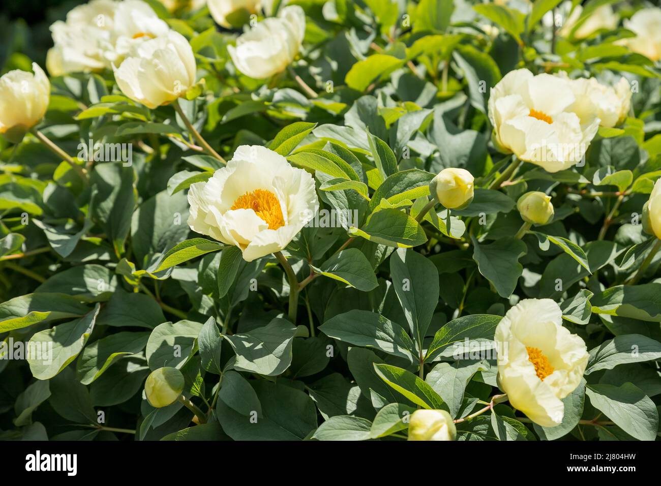 Peony 'Qiao Ling' with white flower and yellow petals, japanese style ...