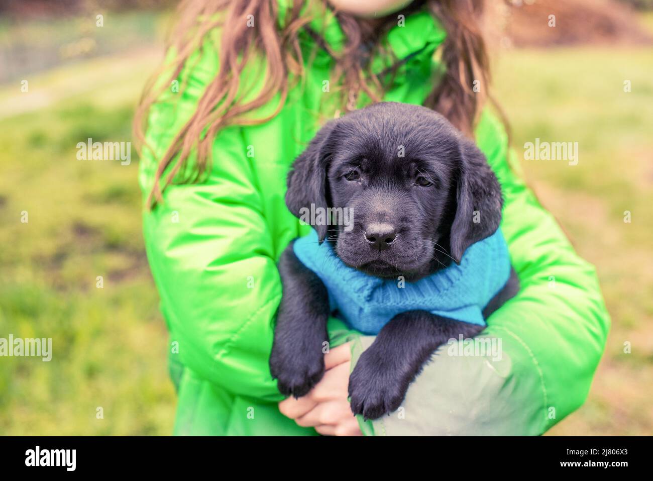 Black puppy. Labrador retriever in the arms of a girl in a green jacket ...