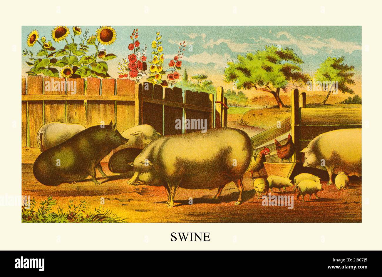 Horses pigs hi-res stock photography and images - Alamy