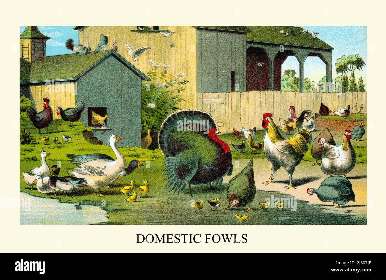 Barn fowls hi-res stock photography and images - Alamy