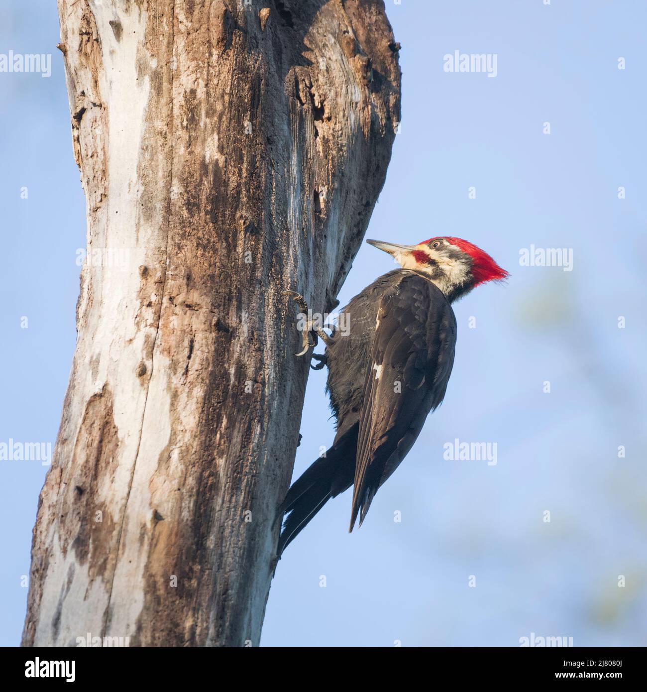 Male Pileated woodpecker (Dryocopus pileatus) looking for insects on a ...