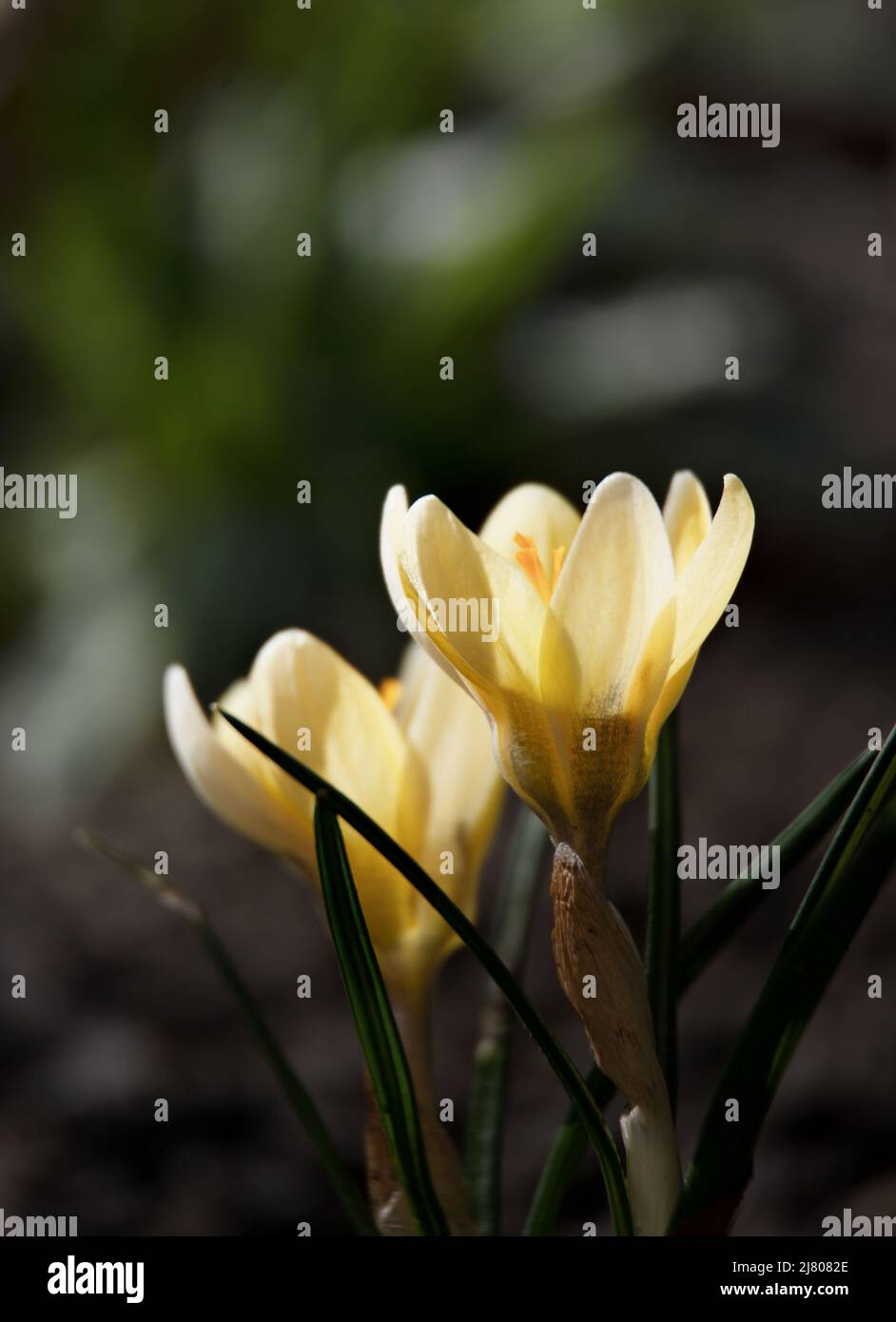 Close up beautiful spring lawn hi-res stock photography and images - Alamy