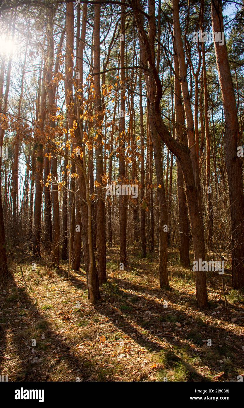 Sun rays between trees hi-res stock photography and images - Alamy