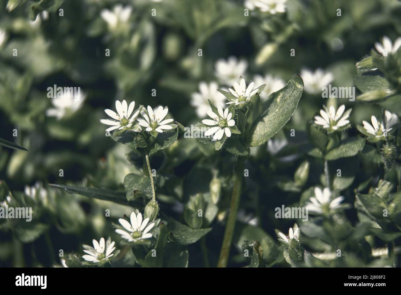 natural spring background of white wildflowers Stock Photo - Alamy