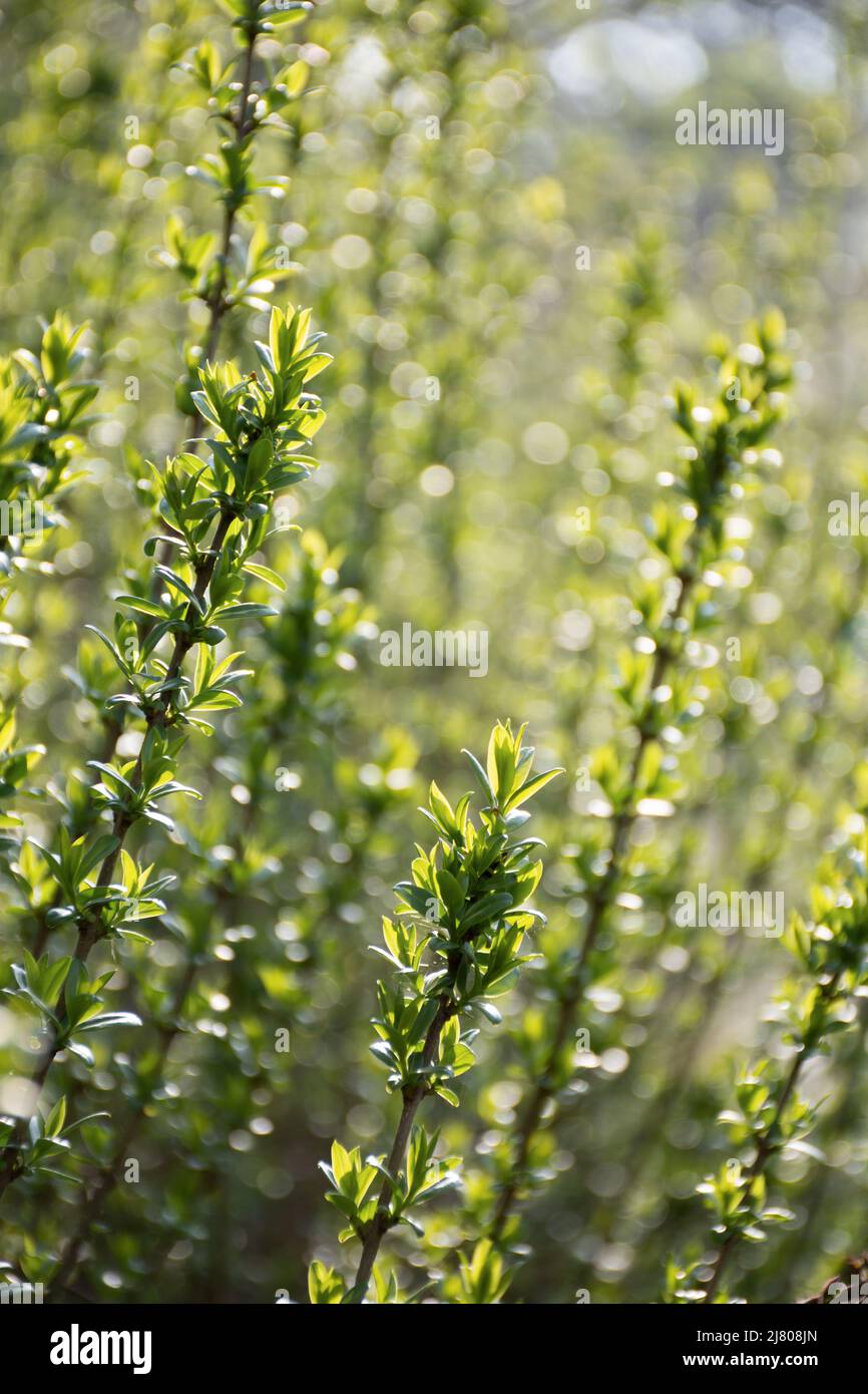 young fresh spring green sprouts in raindrops as a natural background ...