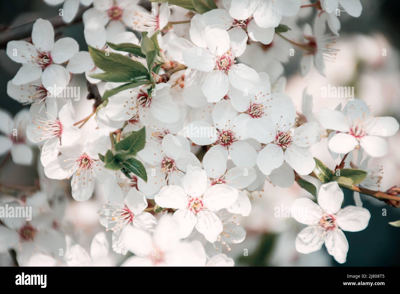 White plum street hi-res stock photography and images - Alamy