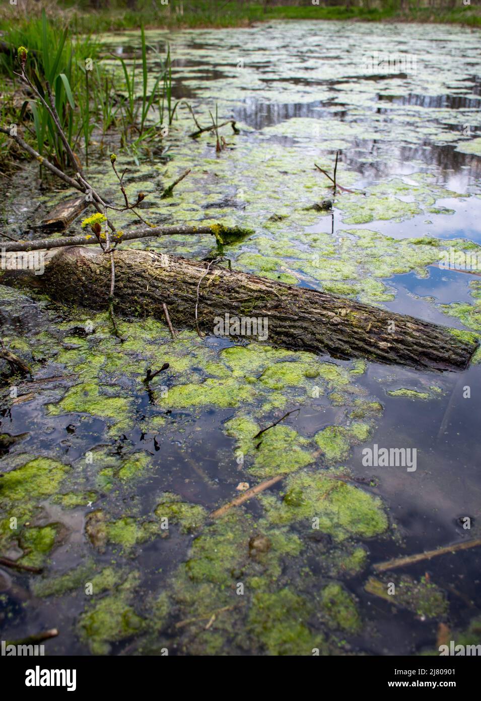 natural background from a swamp covered with duckweed Stock Photo - Alamy