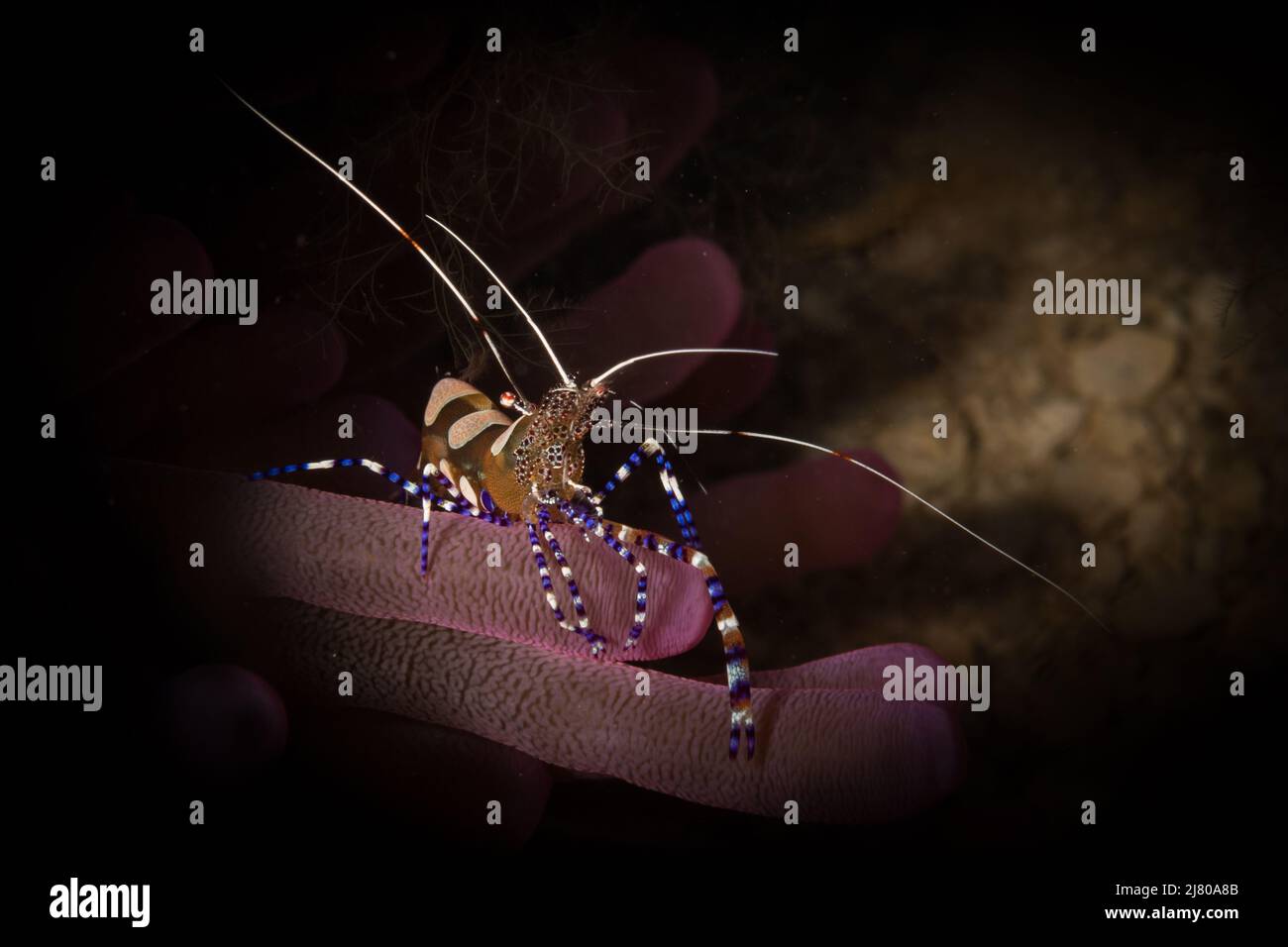 Spotted cleaner shrimp (Periclimenes yucatanicus) on the reef off the ...
