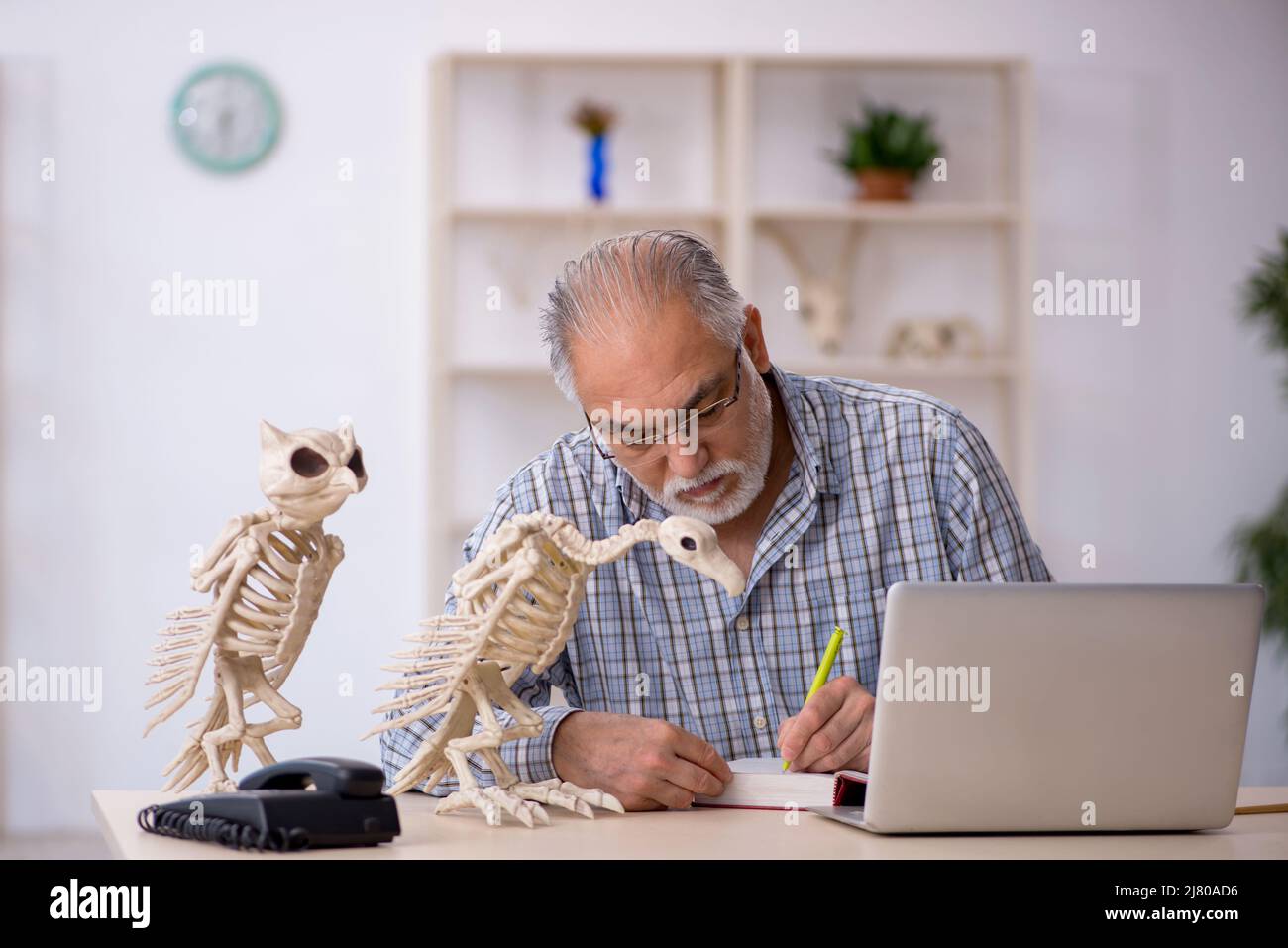 Old paleontologist examining ancient animals at lab Stock Photo - Alamy
