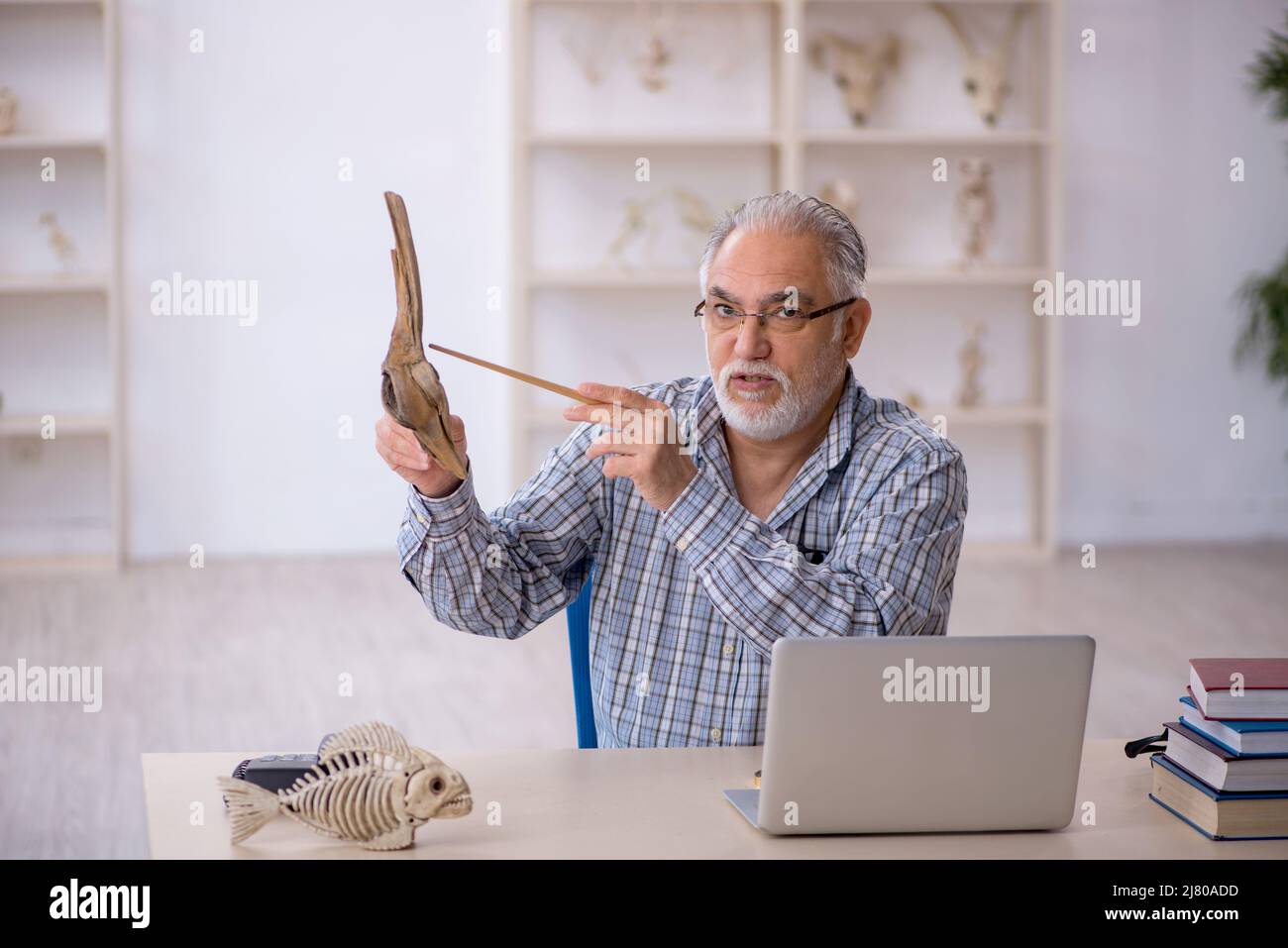 Old paleontologist examining ancient animals at lab Stock Photo - Alamy