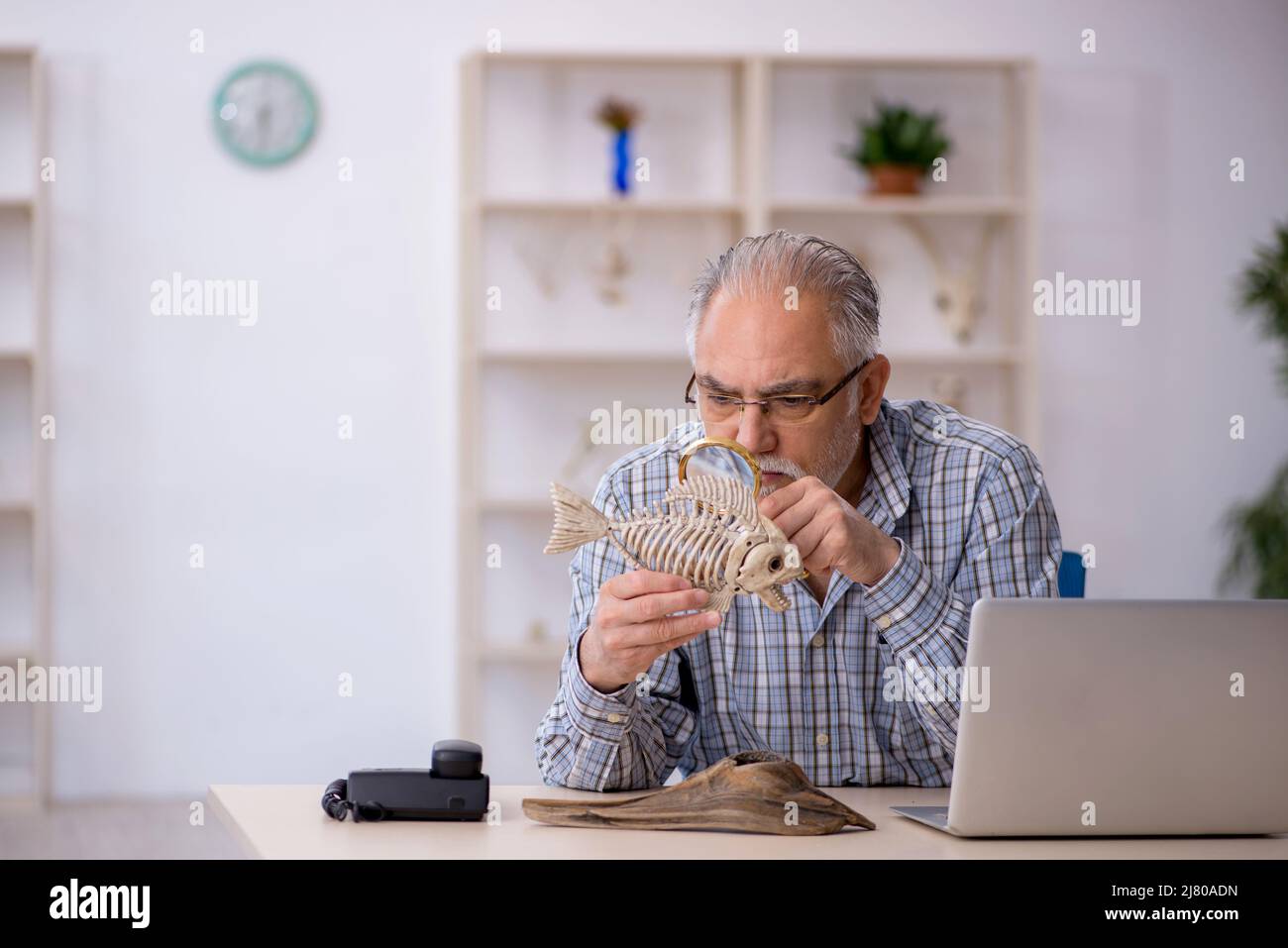 Old paleontologist examining ancient animals at lab Stock Photo - Alamy