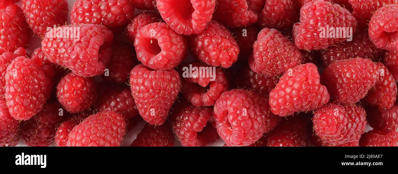 Fresh raspberry flat lay. Red berries raspberries top view. Horizontal ...