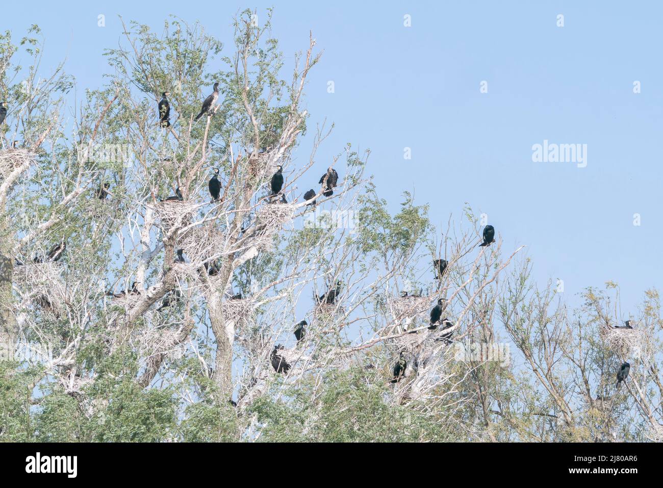 Great Cormorant, Phalacrocorax carbo, several birds in breeding colony ...