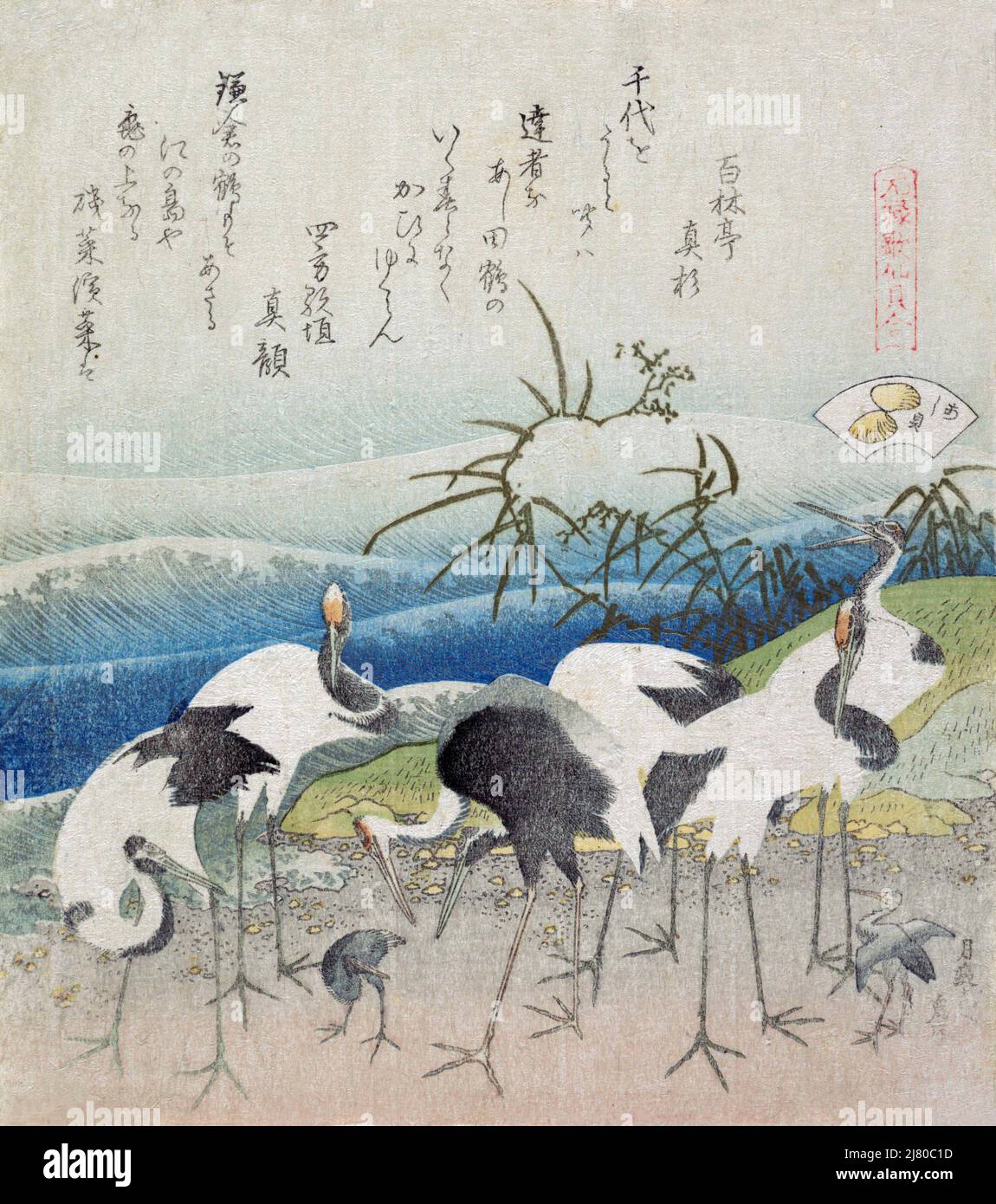 Cranes dig for clams Stock Photo - Alamy