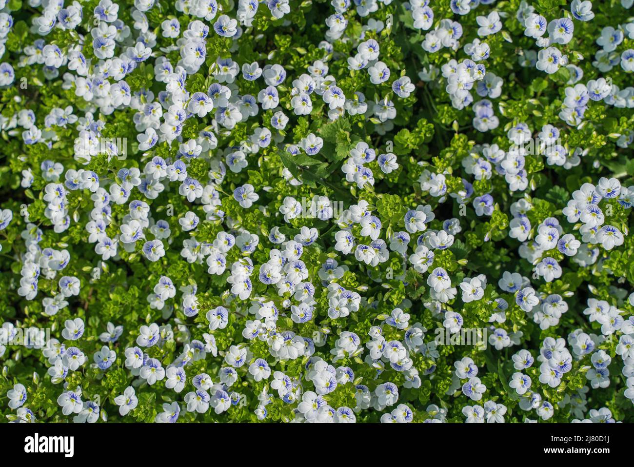 Veronica filiformis macro hi-res stock photography and images - Alamy