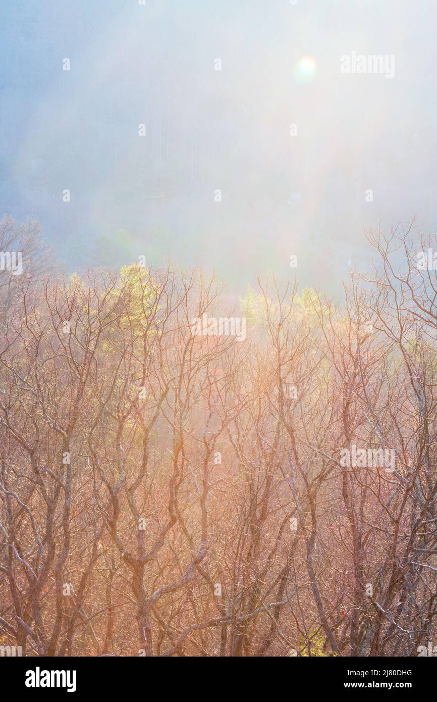 Sunlight through mist creates lens flares and dreamy murkiness at the ...