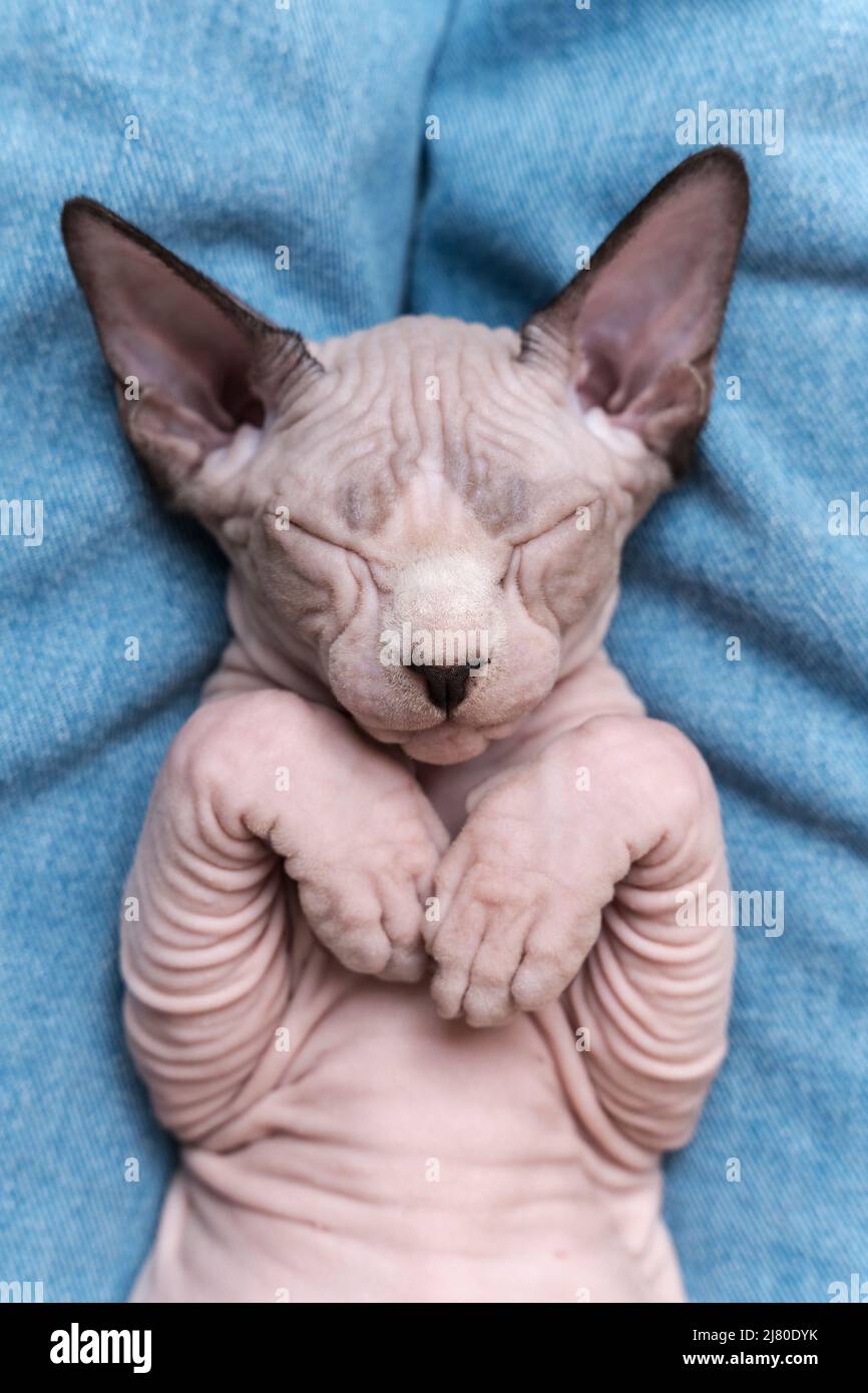 Canadian Sphynx Cat blue mink and white color with closed eyes ...