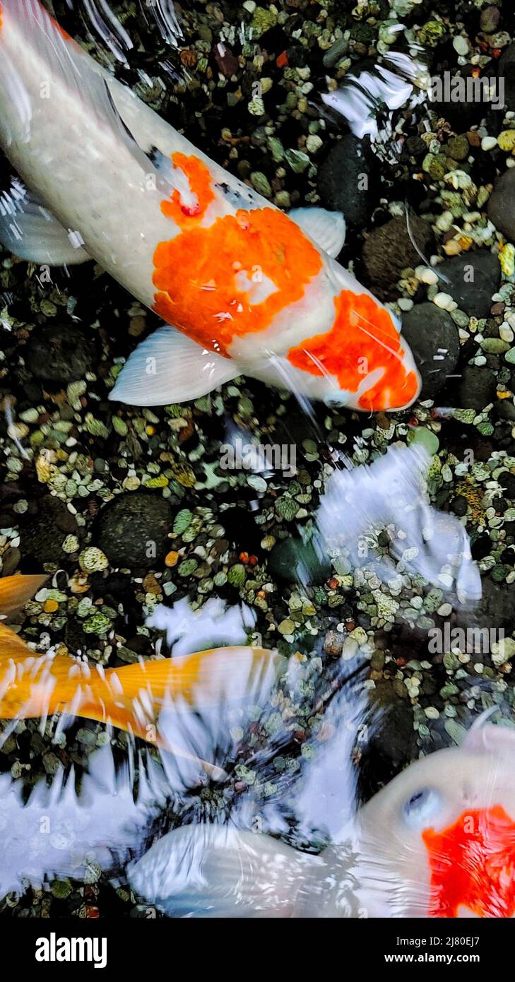 Overhead view of koi fish in a pond, Indonesia Stock Photo - Alamy