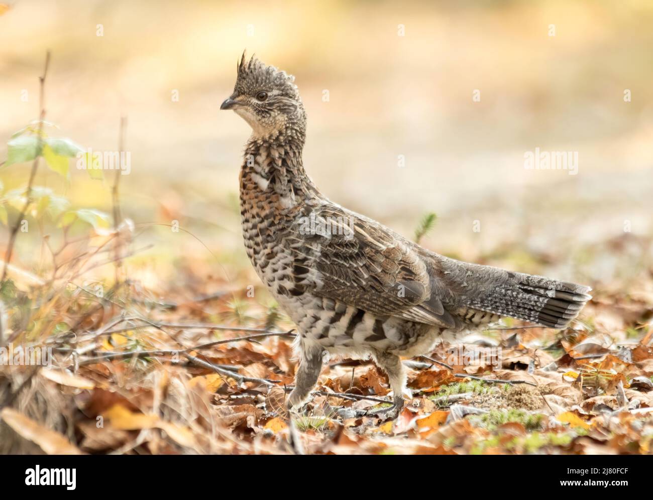 Ruffled bird hi-res stock photography and images - Alamy
