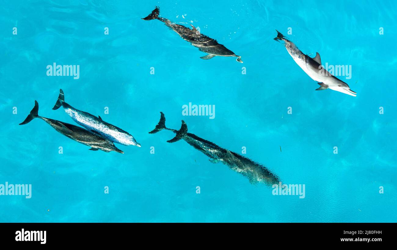 Aerial view of a pod of Atlantic Spotted Dolphins swimming in ocean ...