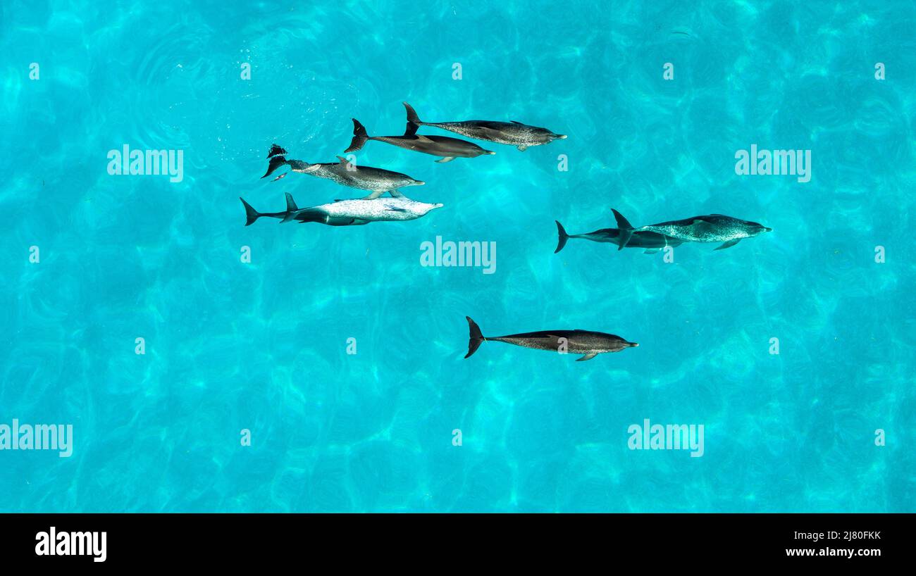 Aerial view of a pod of Atlantic Spotted Dolphins swimming in ocean ...