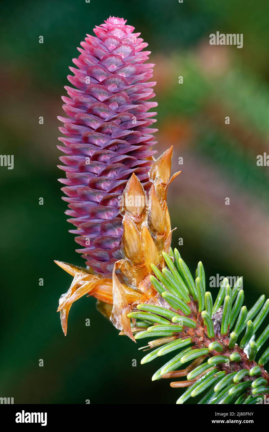 Norway spruce forest england hi-res stock photography and images - Alamy