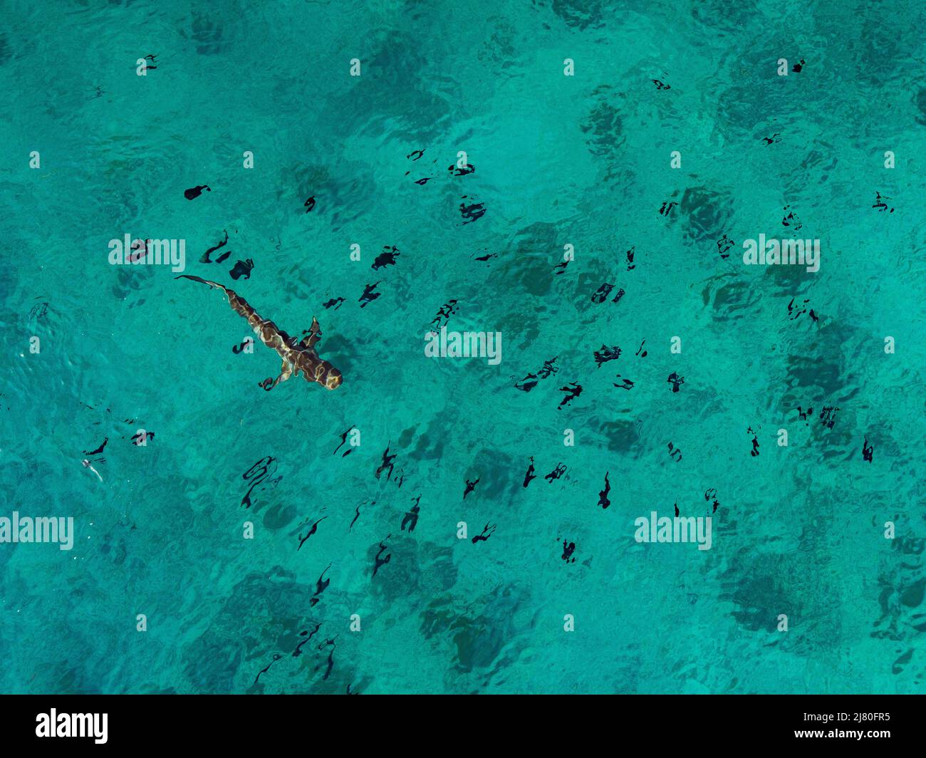 Aerial view of a Caribbean Reef Shark swimming in ocean, Bahamas Stock ...
