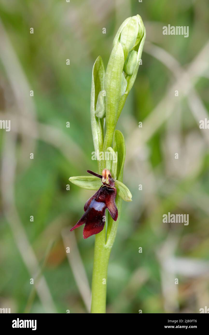 Fly Orchid - Ophrys insectifera, single flower and buds Stock Photo - Alamy