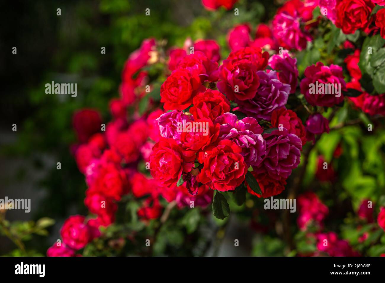 Large bush blooming red roses hi-res stock photography and images - Alamy