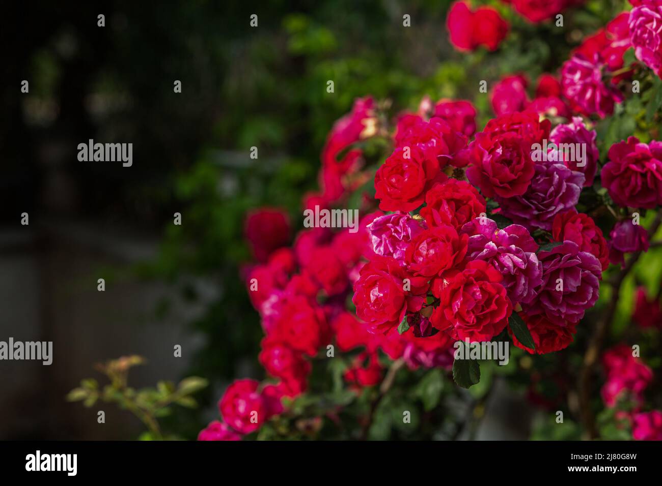 group of roses with red leaves in garden Stock Photo - Alamy