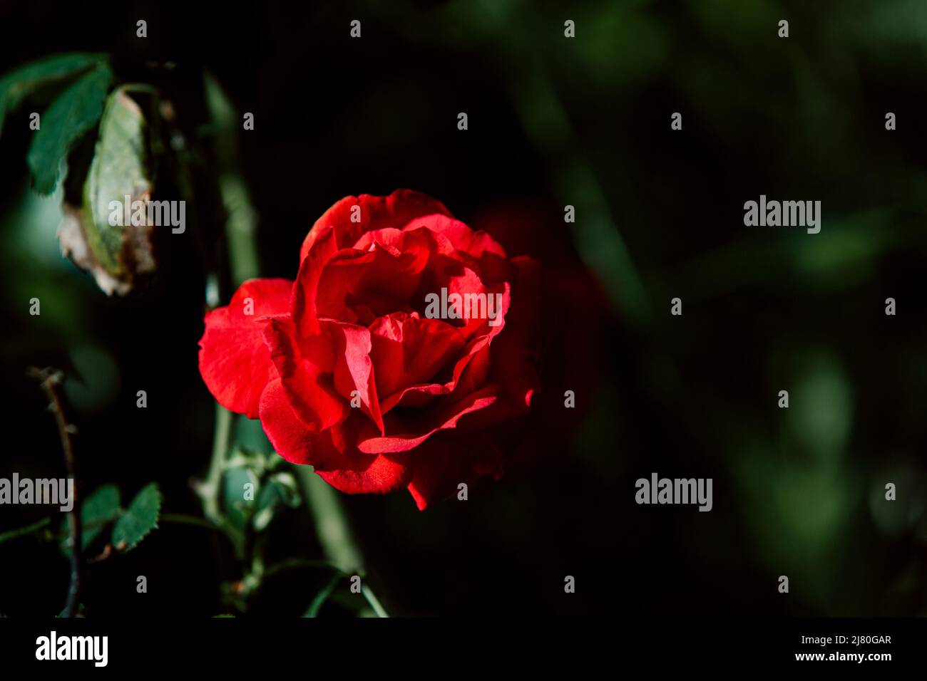 Beautiful large rose hi-res stock photography and images - Alamy