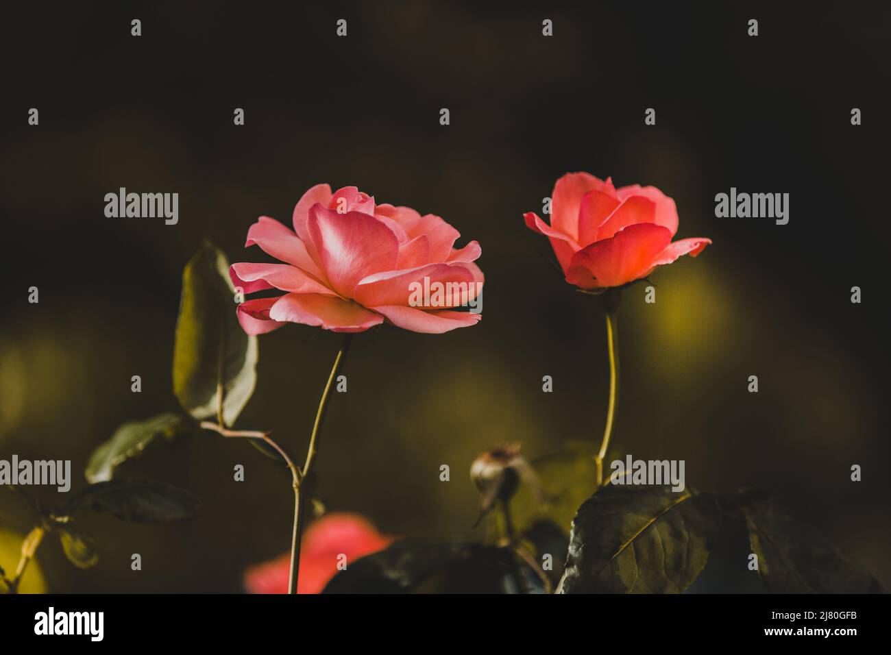 Beautiful large rose hi-res stock photography and images - Alamy