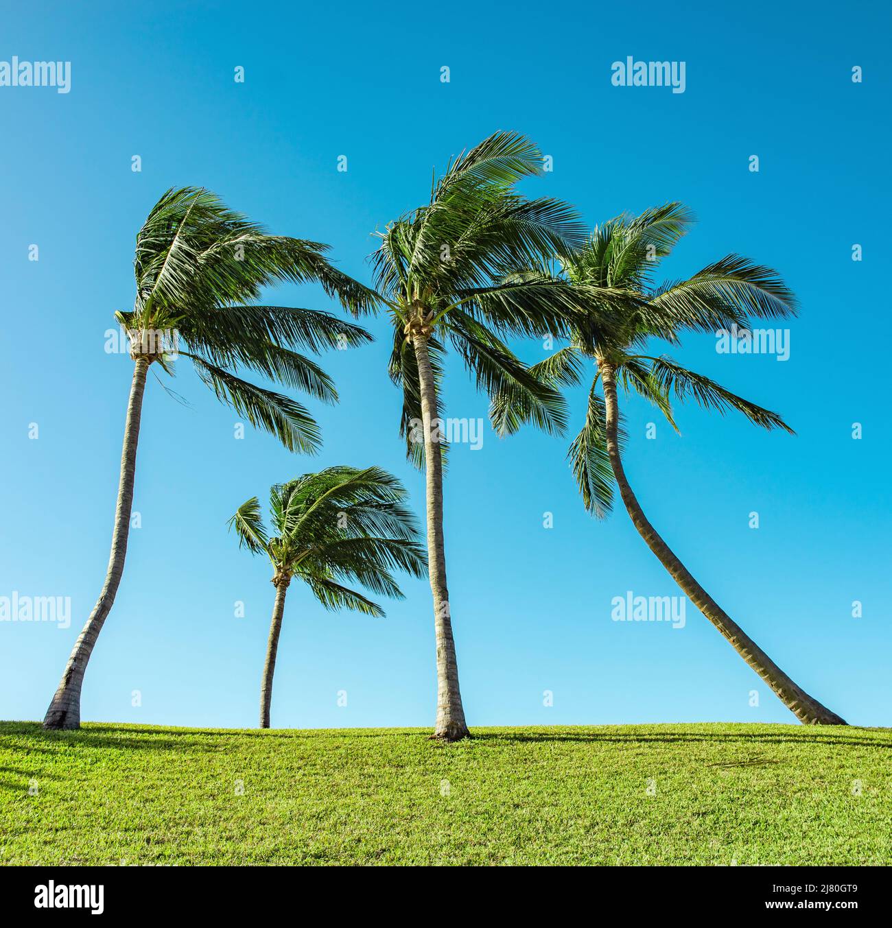 Four palm trees against a blue sky hi-res stock photography and images ...