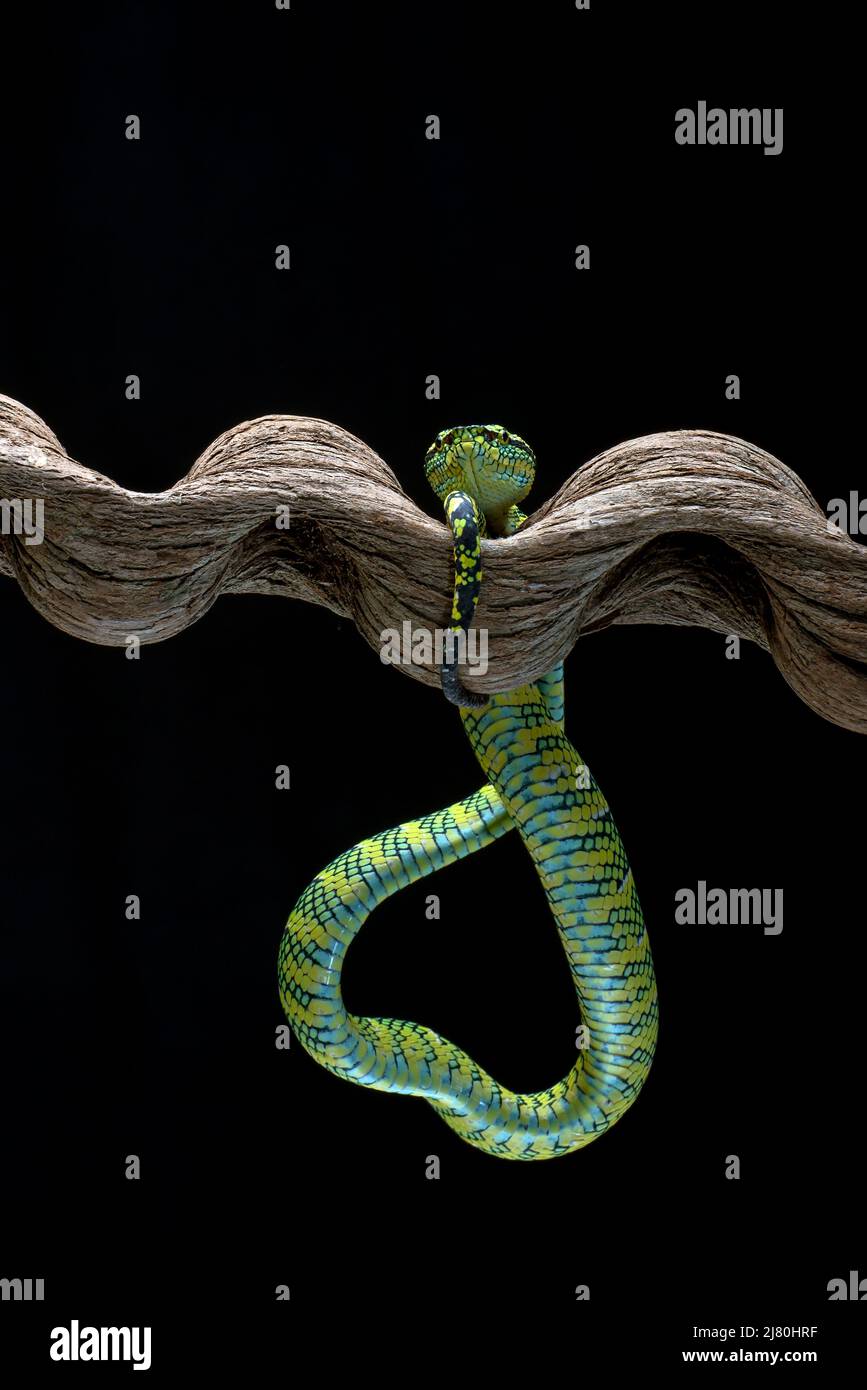 Pit Viper Head Shape