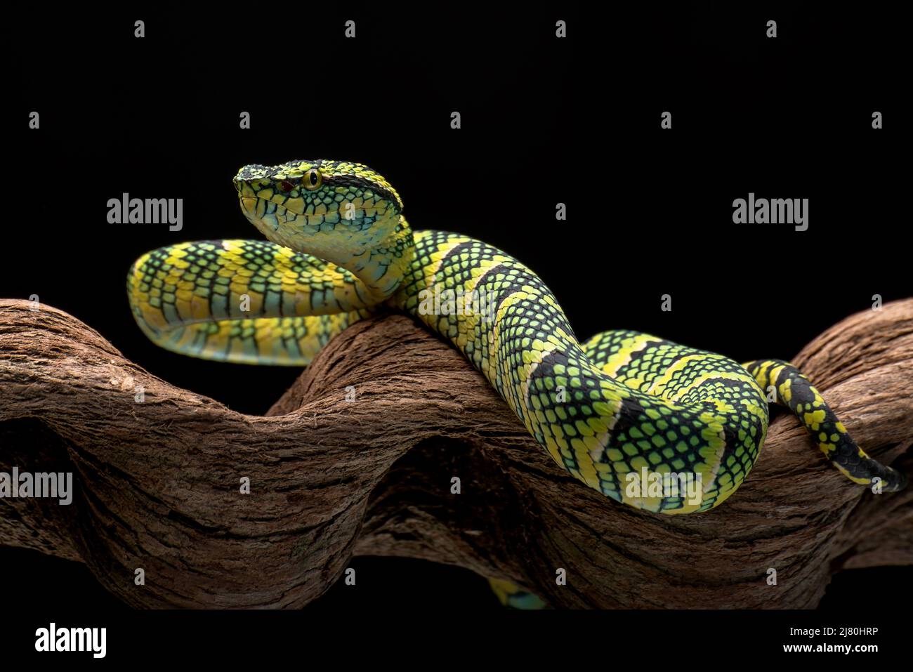Temple pit viper on piece of wood, Indonesia Stock Photo - Alamy