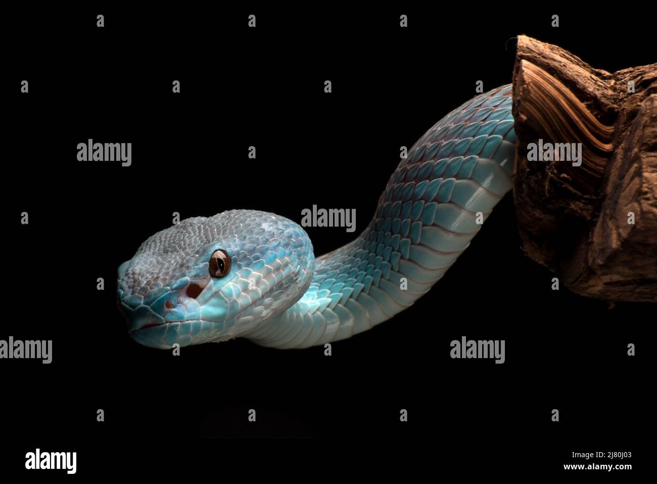 Close-up of a white-lipped island pit viper on a branch, Indonesia ...