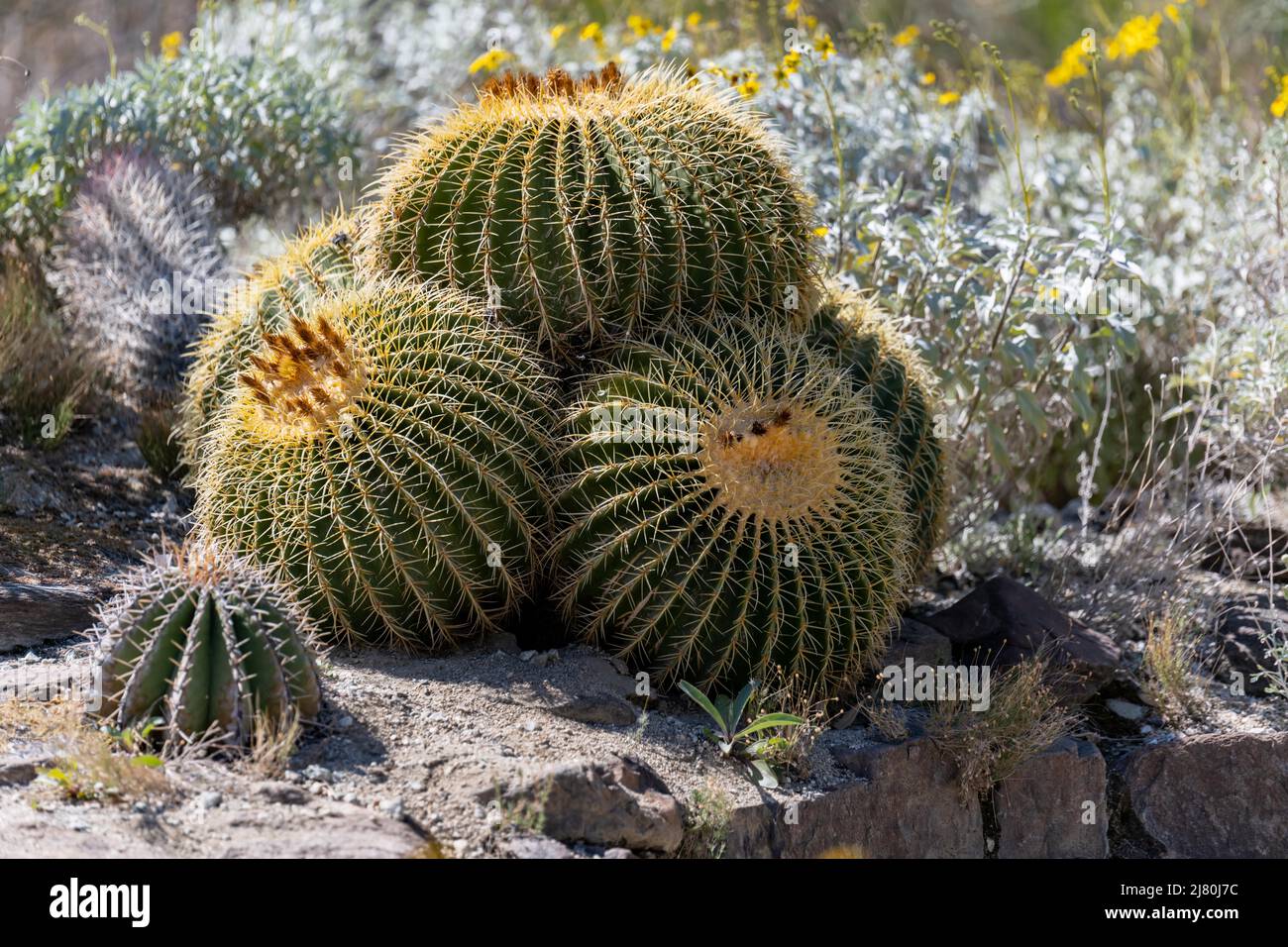 Cactus flower in a california desert hi-res stock photography and ...