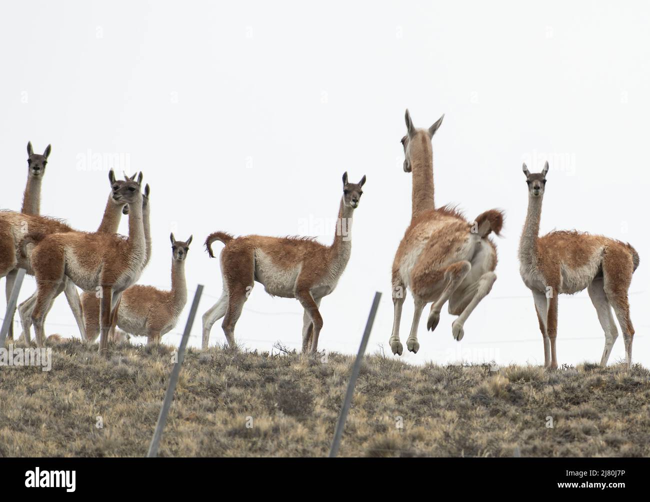 Guanacos dot the mountainous countryside of Argentina Stock Photo - Alamy