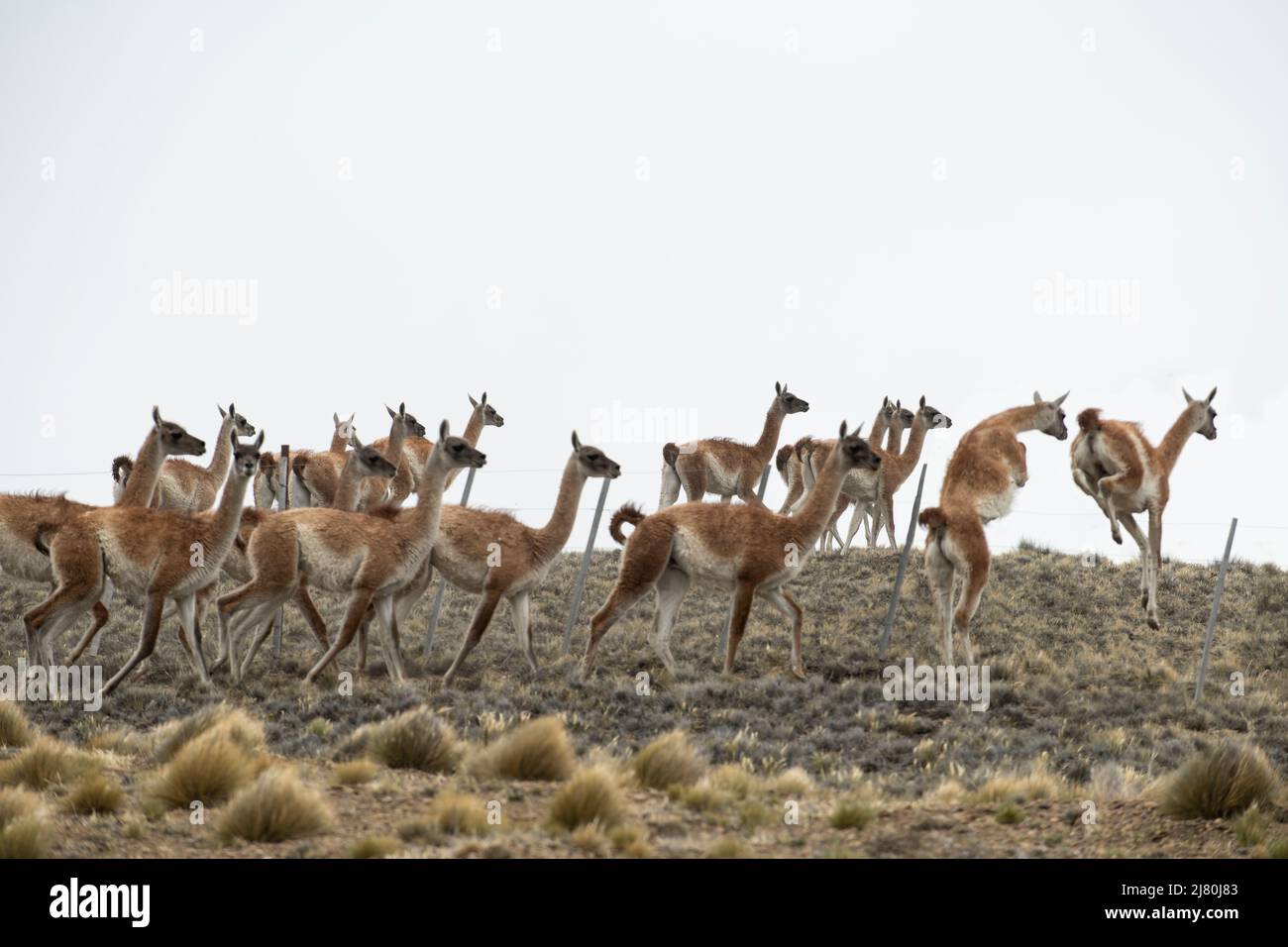 Guanacos dot the mountainous countryside of Argentina Stock Photo - Alamy