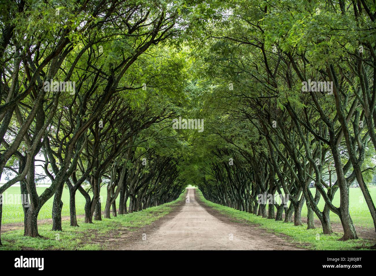 A long drive shaded by a beautiful tree tunnel Stock Photo - Alamy