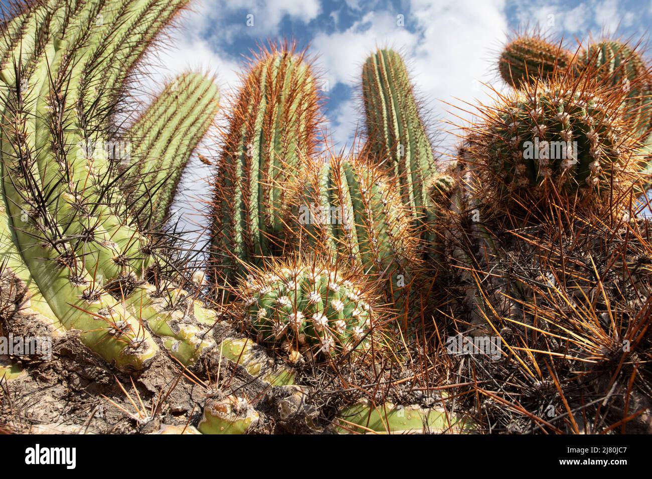A tall cactus stretchs up under a pinnacle in the argentinan des Stock ...