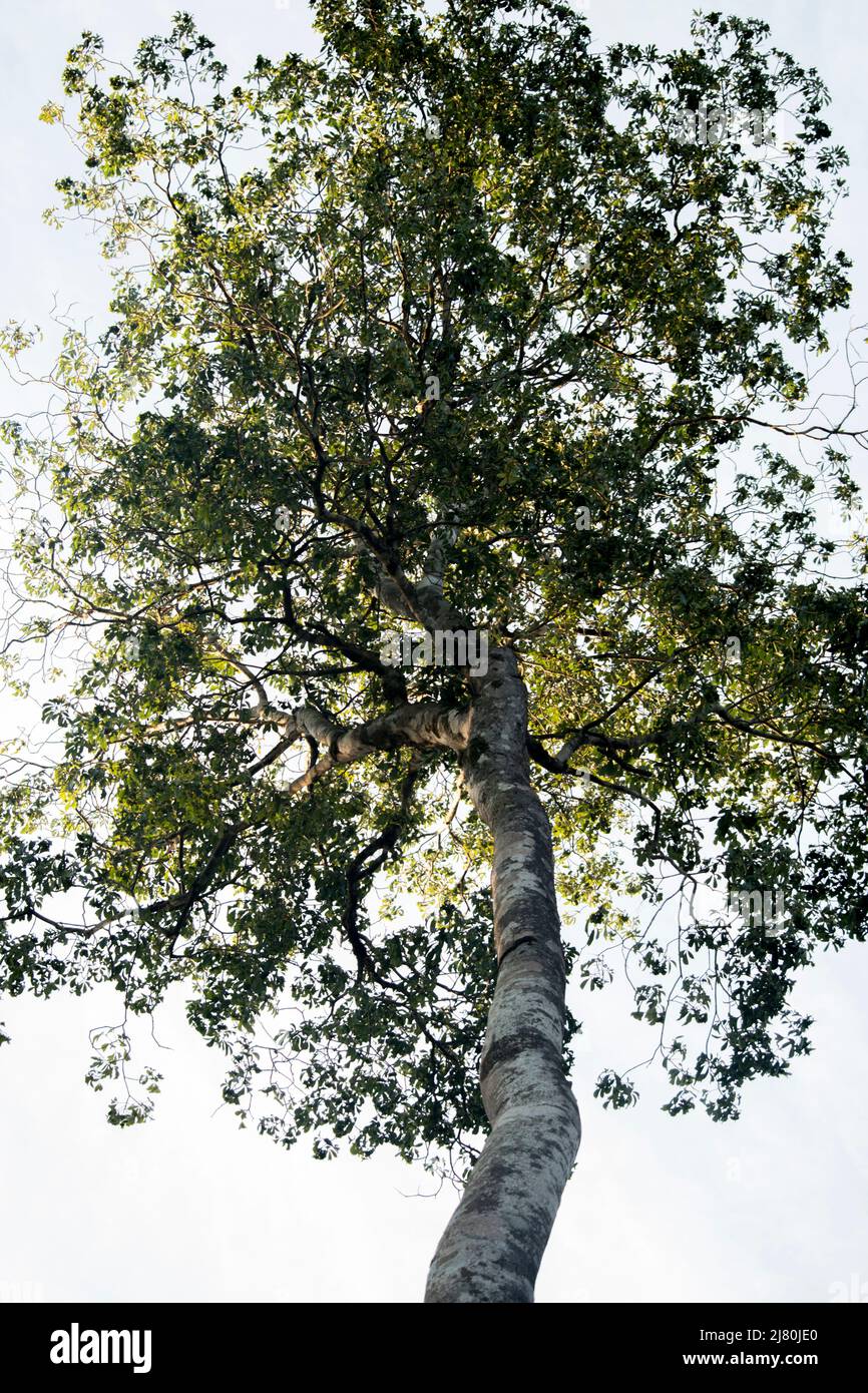 Big tree wallpaper hi-res stock photography and images - Alamy