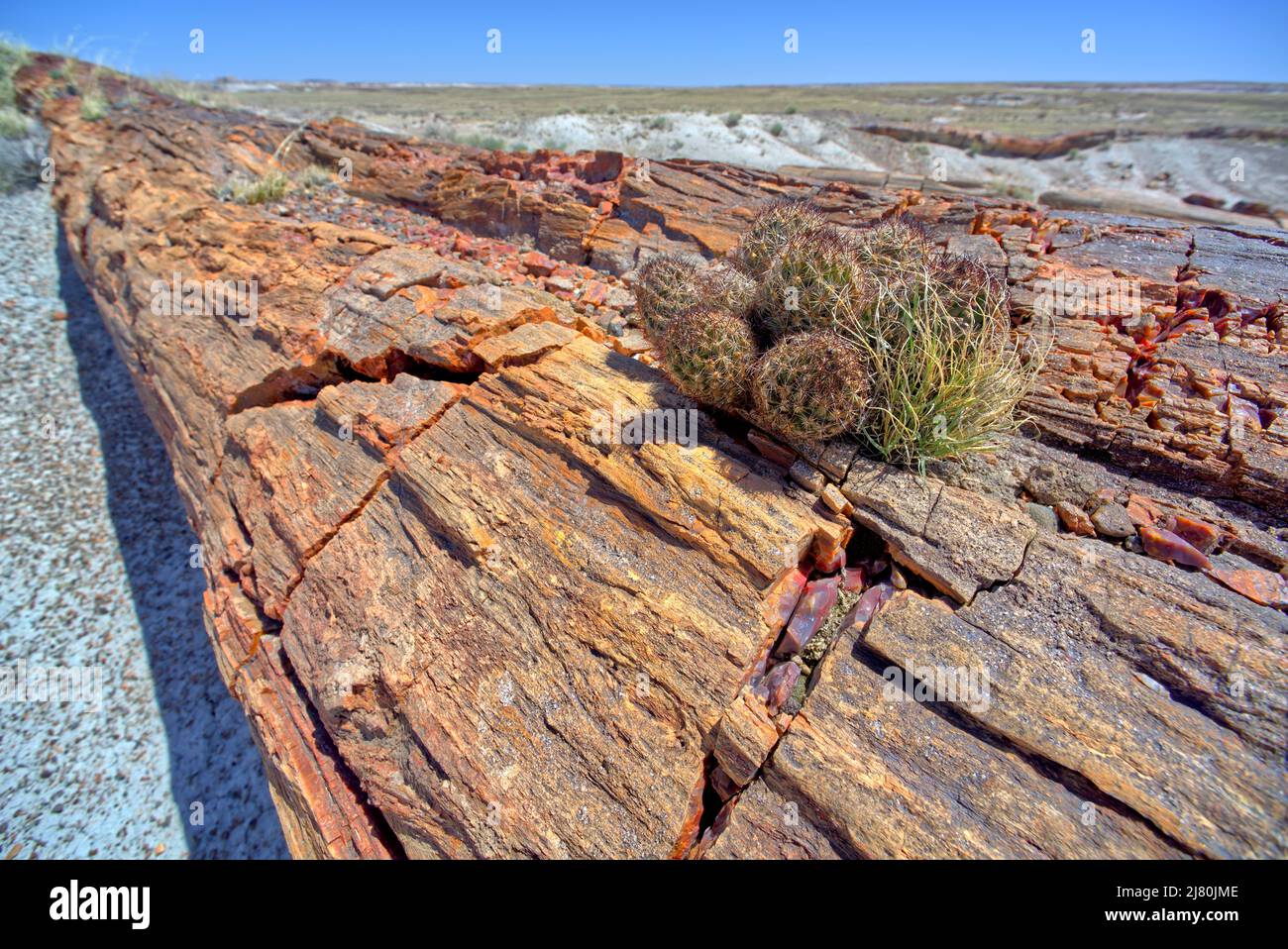 Arizona butte cactus hiking hi-res stock photography and images - Alamy