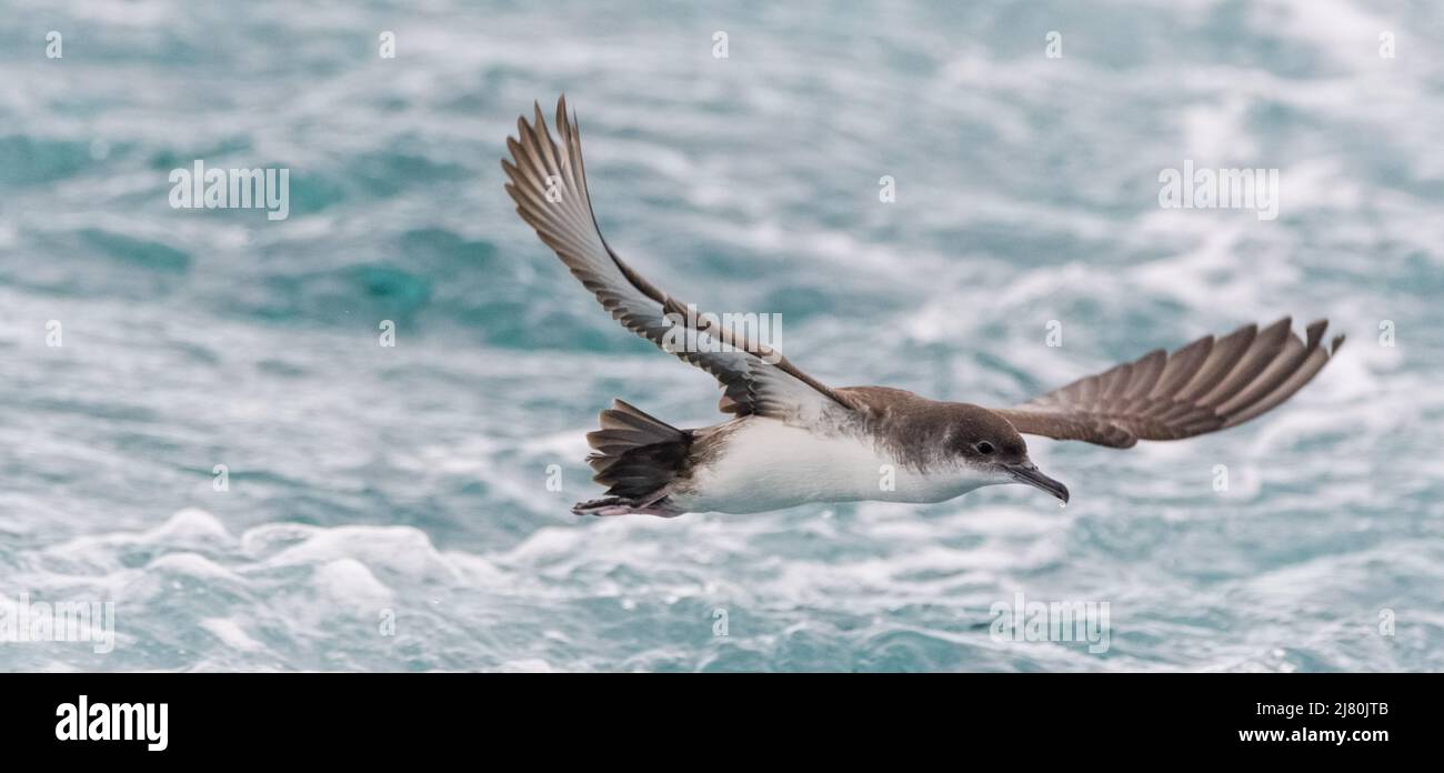 Birds of menorca hi-res stock photography and images - Alamy