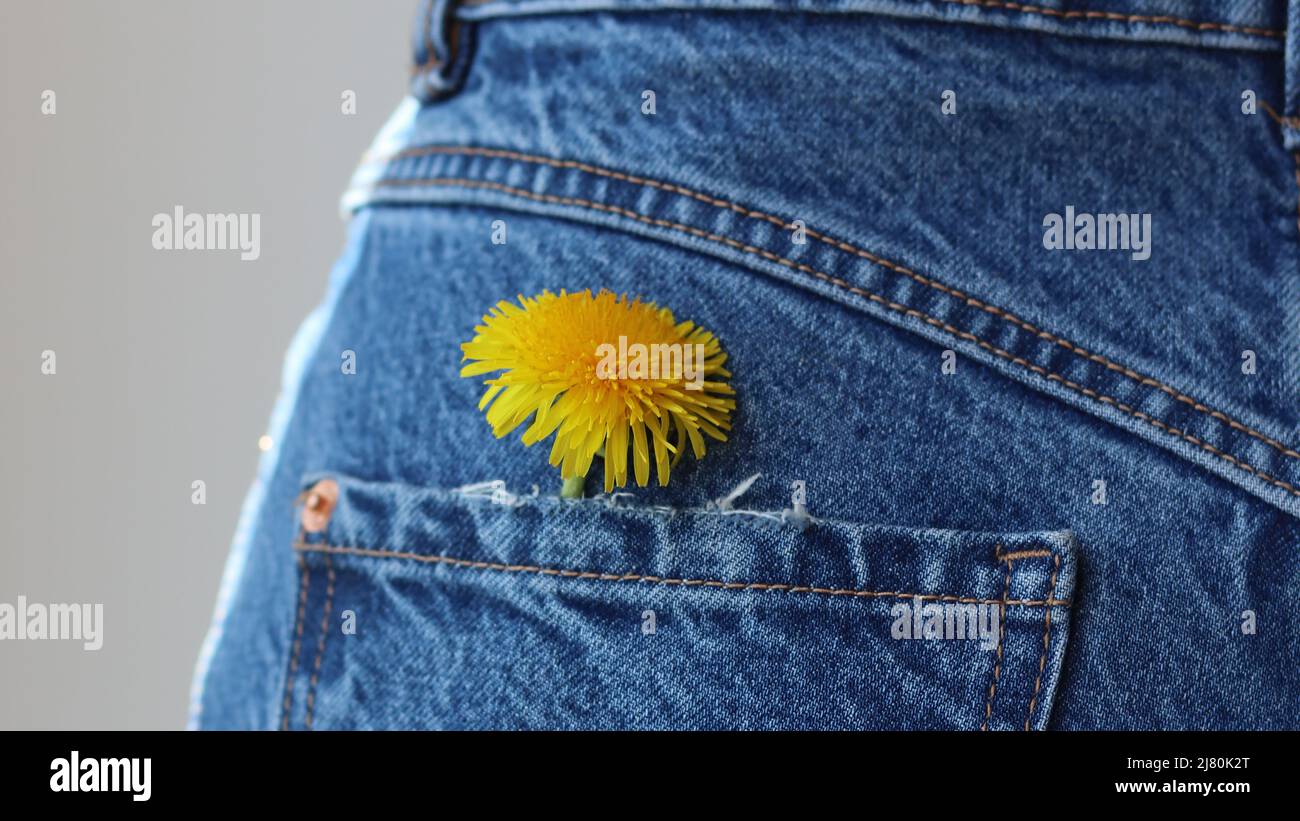 Dandelion flower on blue color background hi-res stock photography and ...