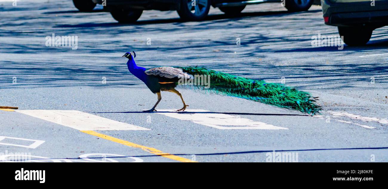 Peacock crossing the road hi-res stock photography and images - Alamy