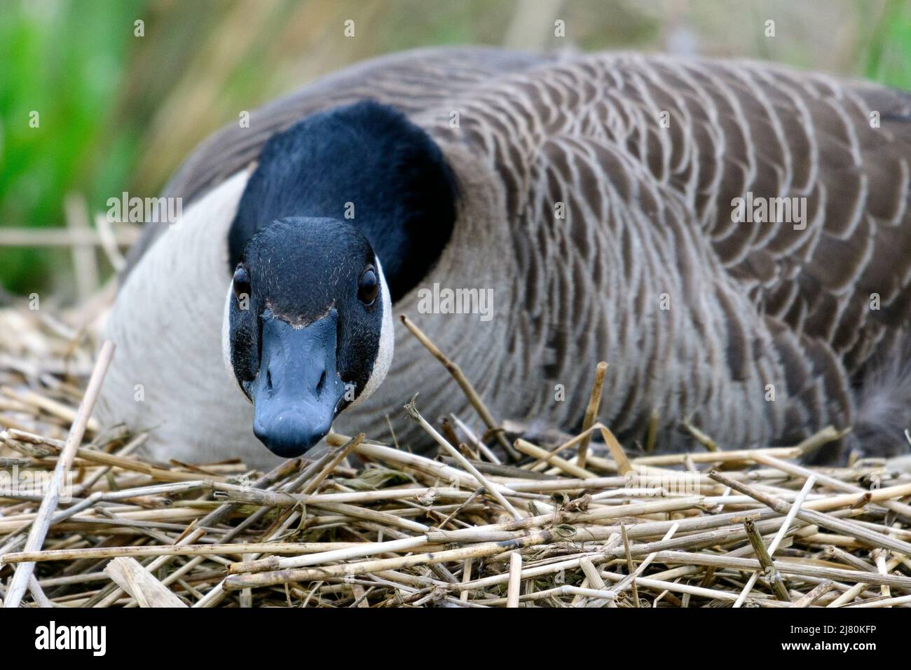 Anger bird hi-res stock photography and images - Alamy