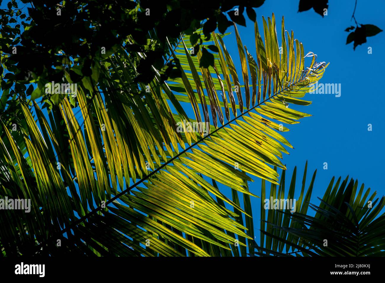 Detail of the green leaves of a palm tree Stock Photo - Alamy